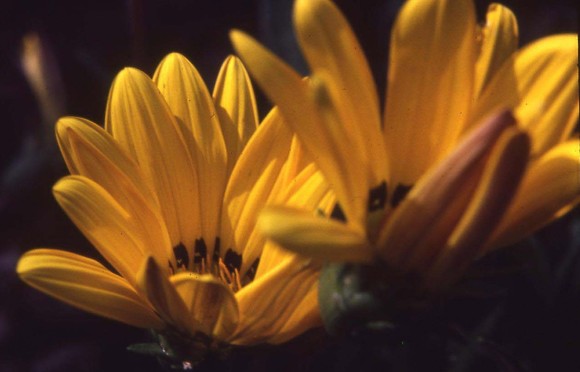 Flowers of Turkey - Equinox Travel Contact – Nature Tours ...